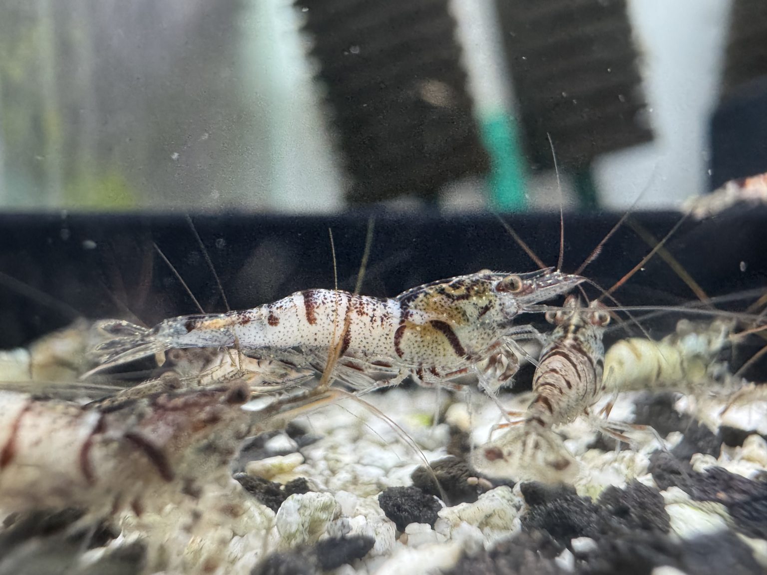 Snow White - Sulawesi - Caridina sp. - Snow Zebra - Trại tép cảnh Jack ...